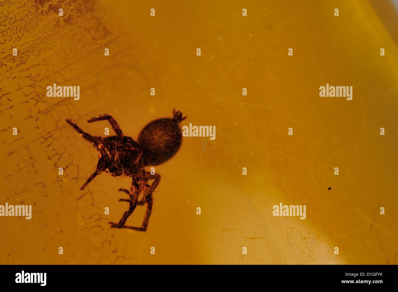 Fossil amber with spider inside Stock Photo - Alamy
