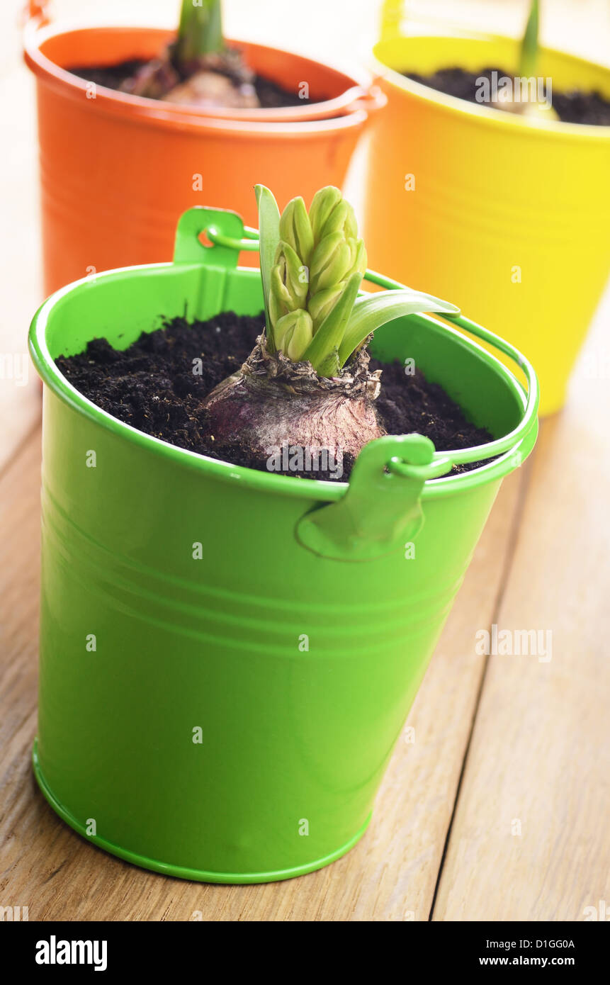 Flower bulb hi-res stock photography and images - Alamy