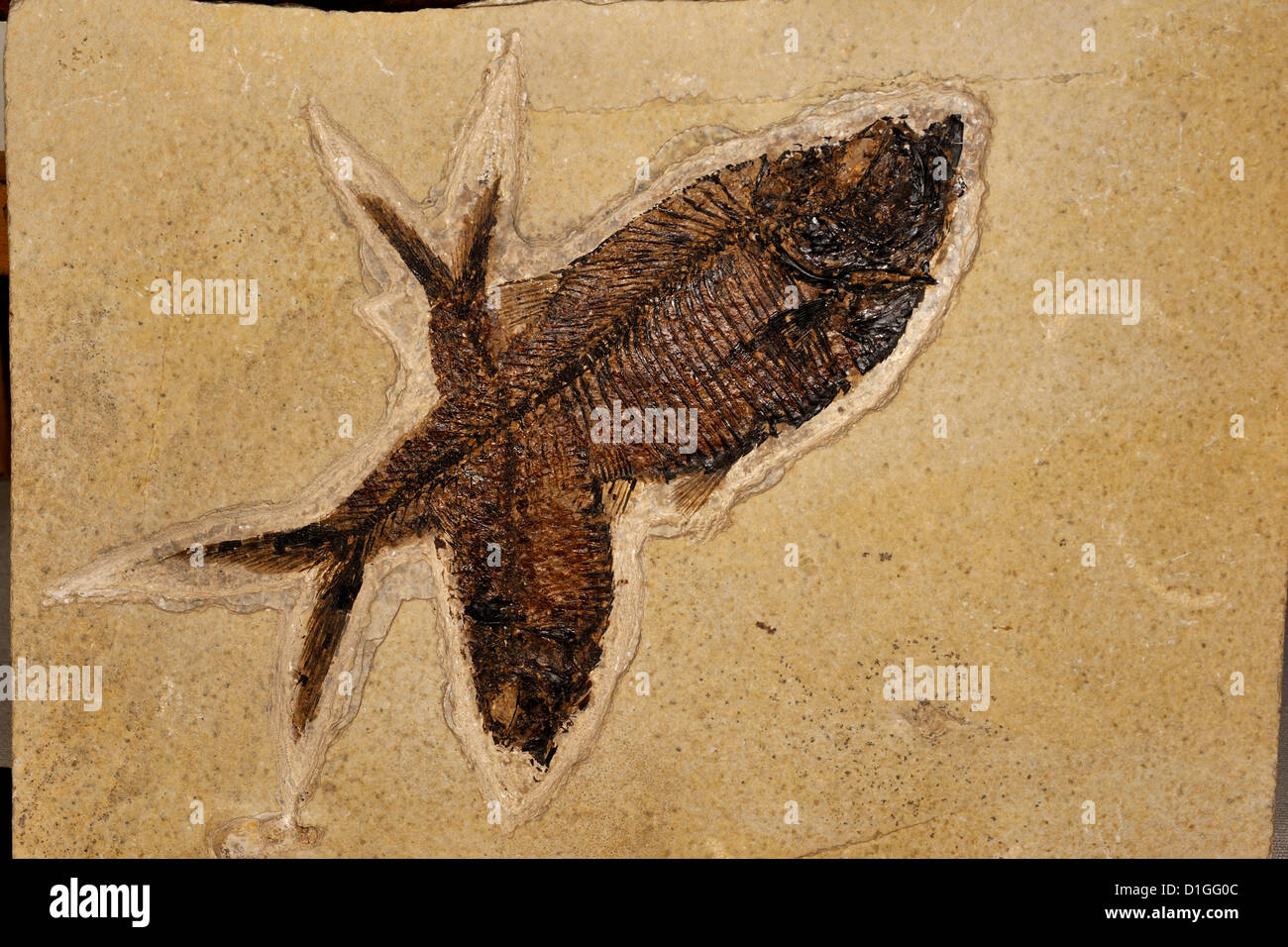 Stethacanthus Fossil