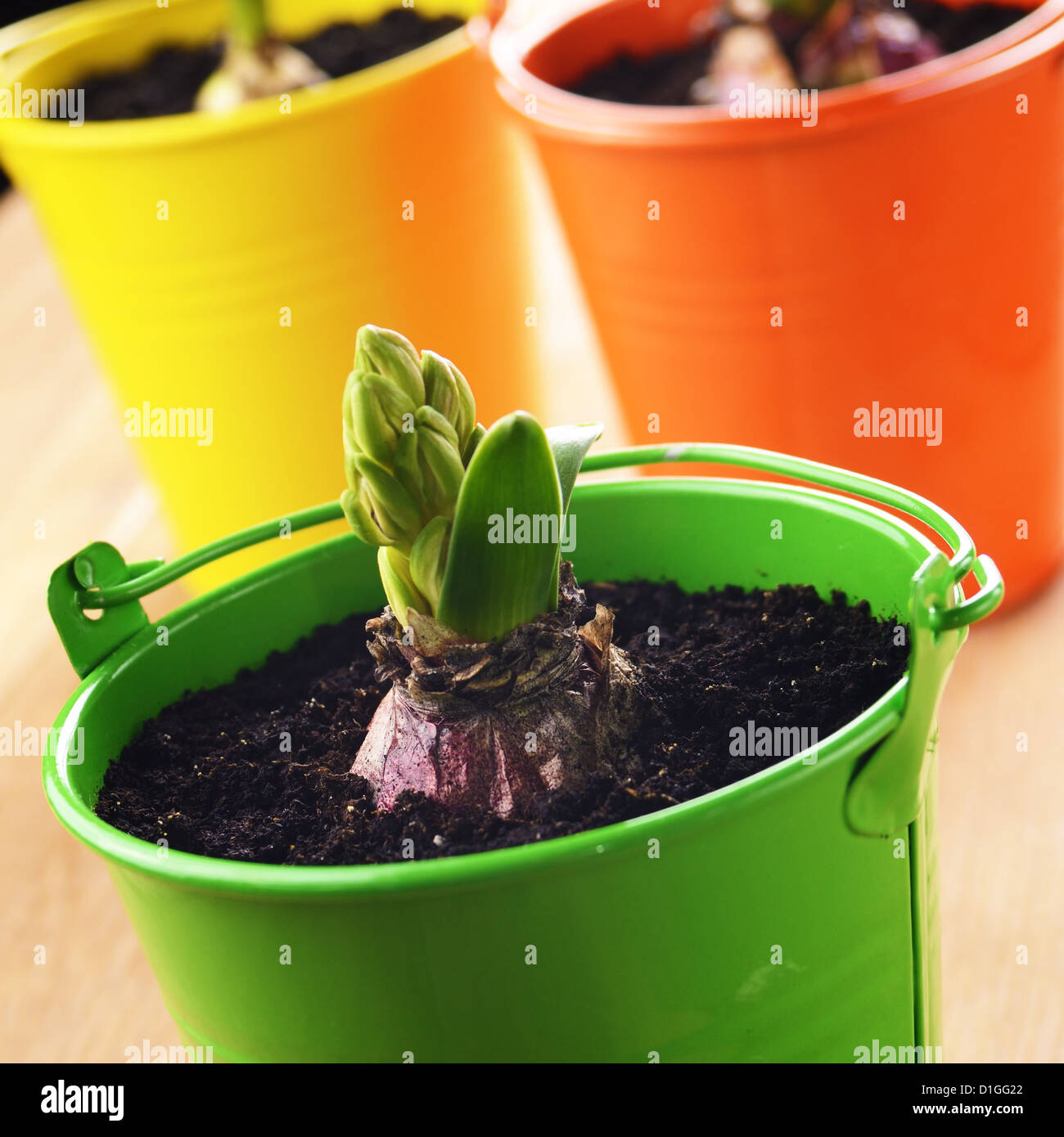 Hyacinth flower bulb in the small green bucket Stock Photo - Alamy