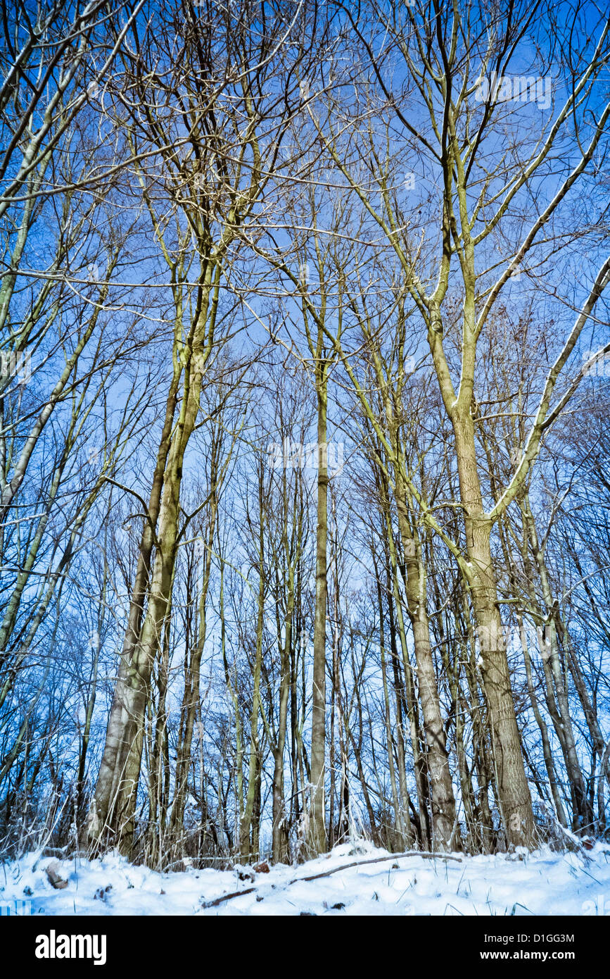 trees in winter Stock Photo - Alamy