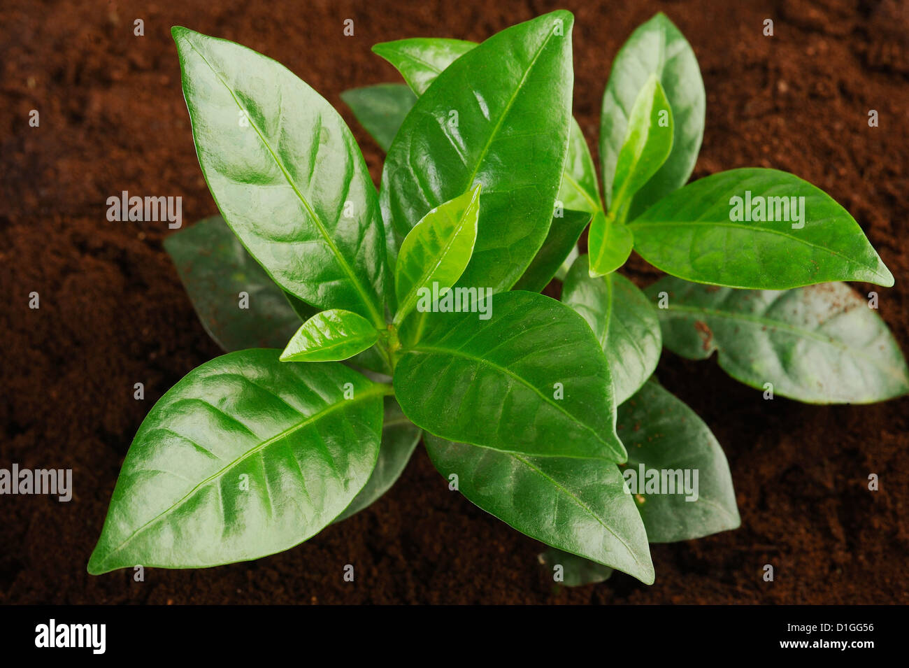 Coffee tree hi-res stock photography and images - Alamy