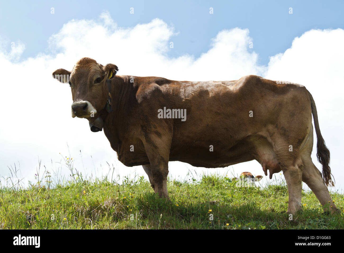 Happy cows hi-res stock photography and images - Alamy