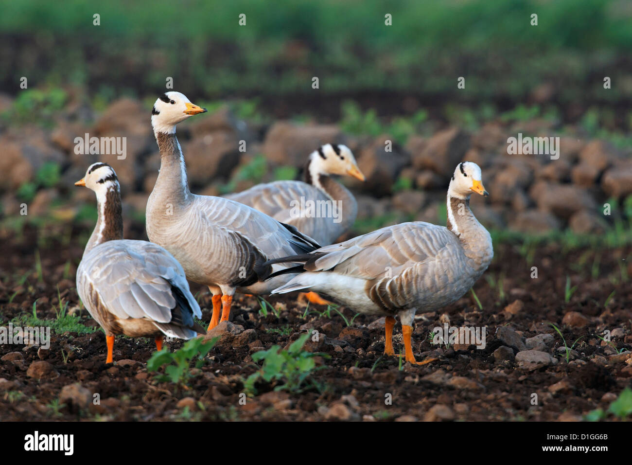 Bar headed geese india hi-res stock photography and images - Alamy