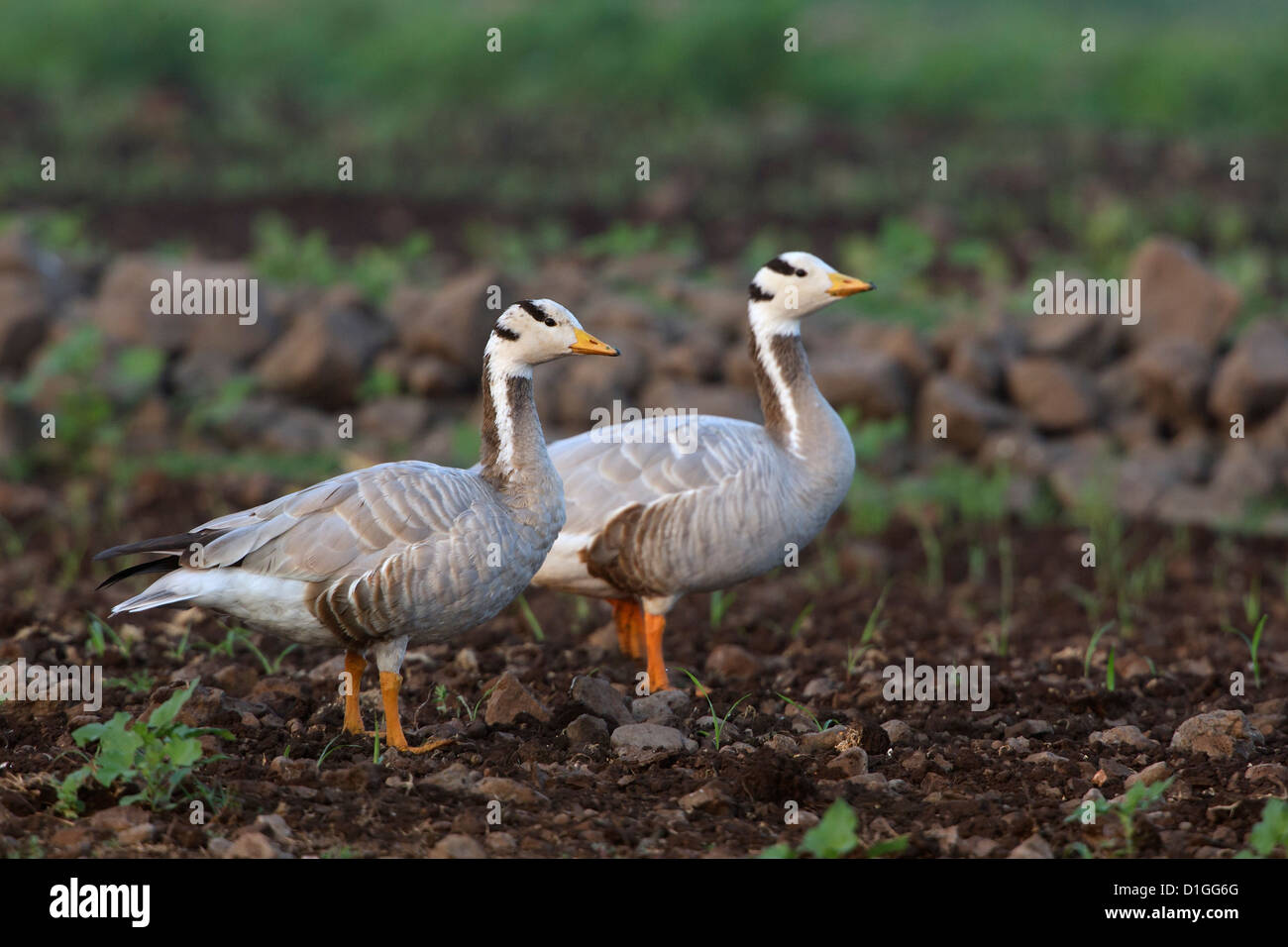 Migrating anser indicus hi-res stock photography and images - Alamy
