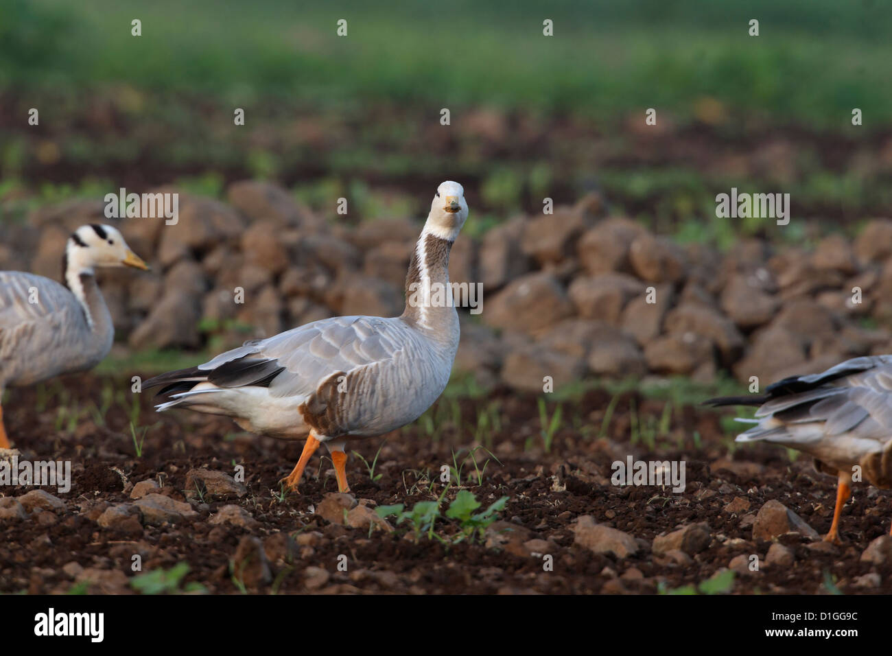 Indian goose hi-res stock photography and images - Alamy