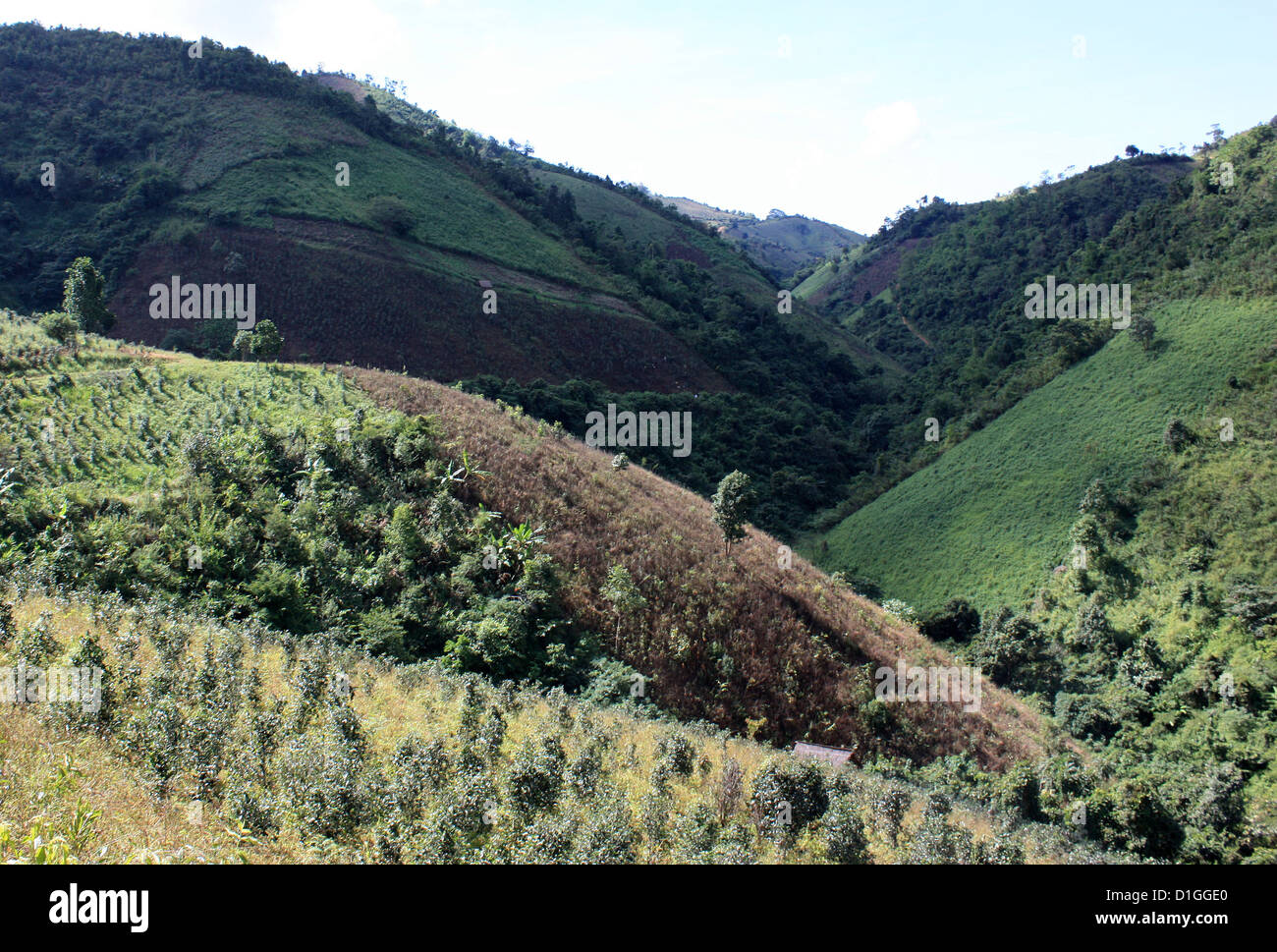Tea and tangerine plantations grow in the mountainous area near the ...