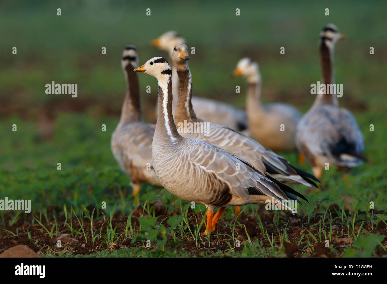 Indian geese hi-res stock photography and images - Alamy