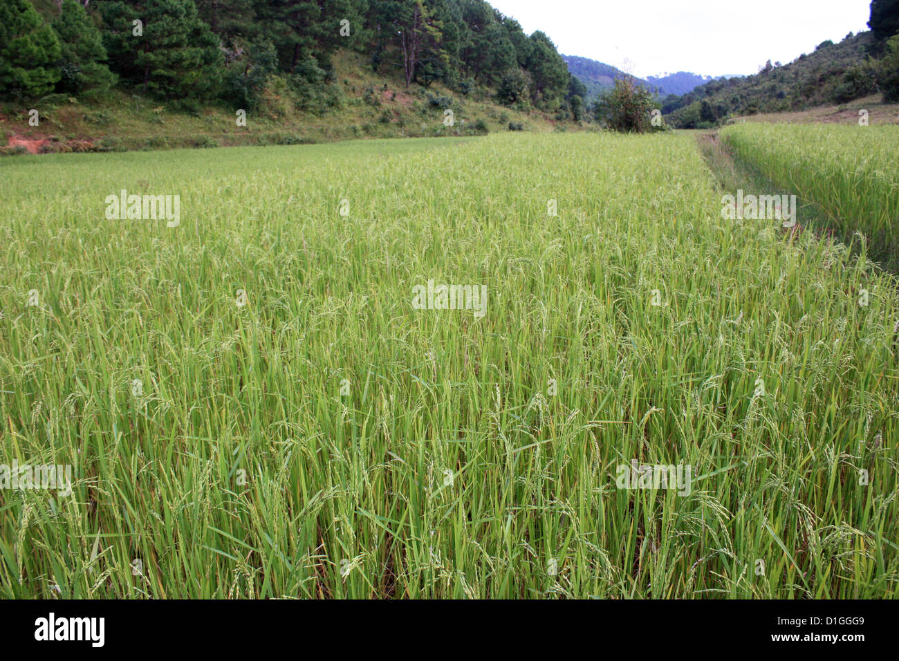 A field of rice stretches into the distance near Kalaw, Shan State ...