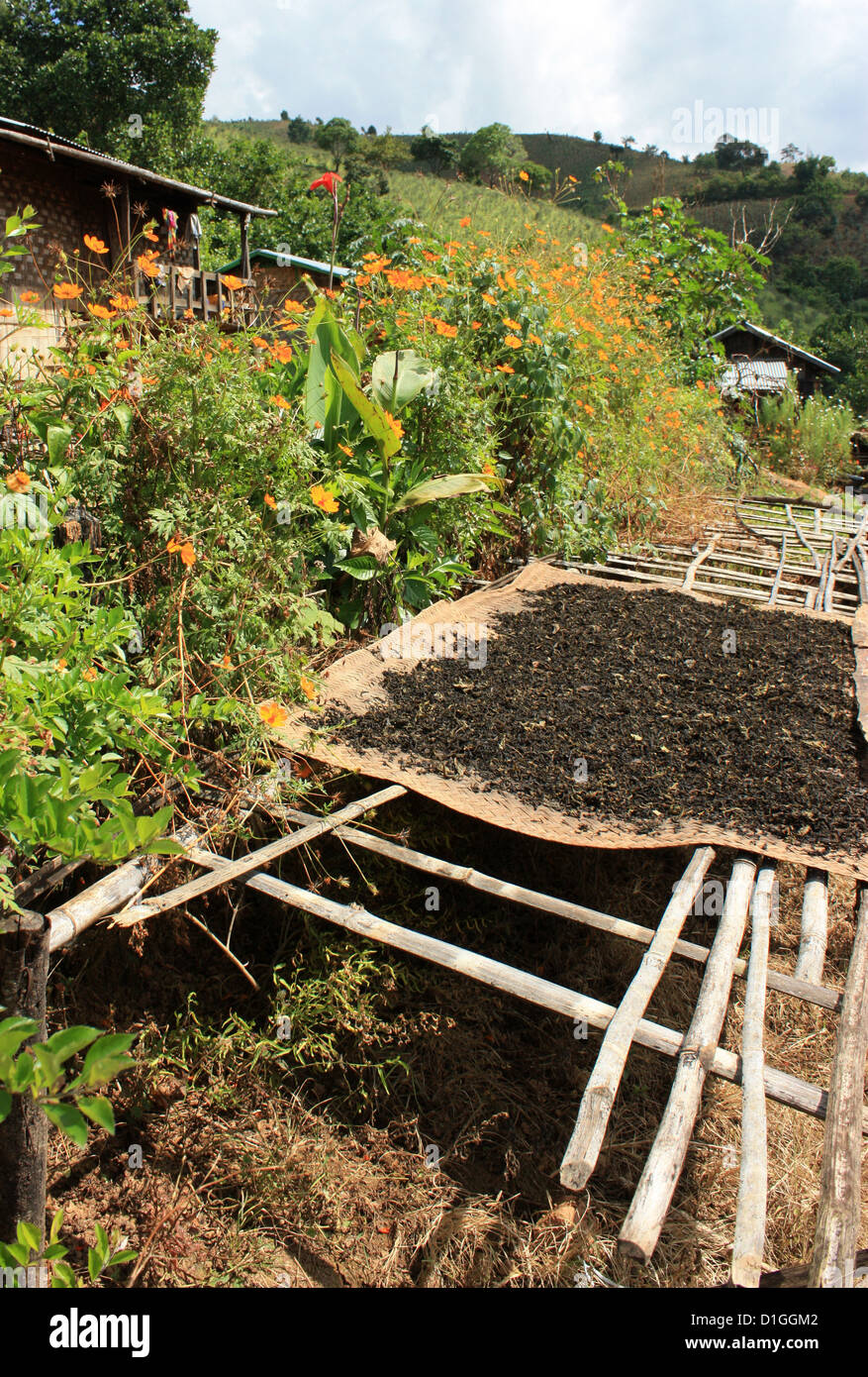 Burma tea plantation hi-res stock photography and images - Alamy