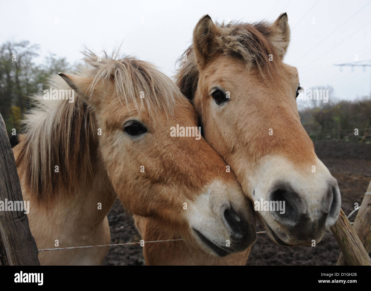 Two horses stand in paddock in freiburg hi-res stock photography and ...