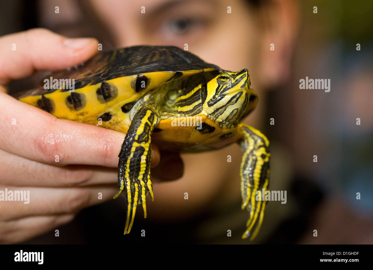 Yellow bellied slider turtle hi-res stock photography and images - Alamy