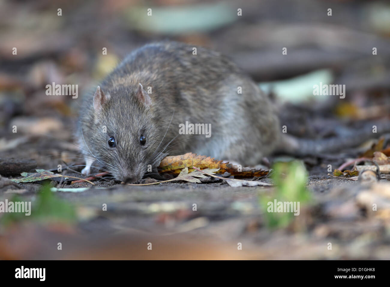 Wharf Rats High Resolution Stock Photography and Images - Alamy