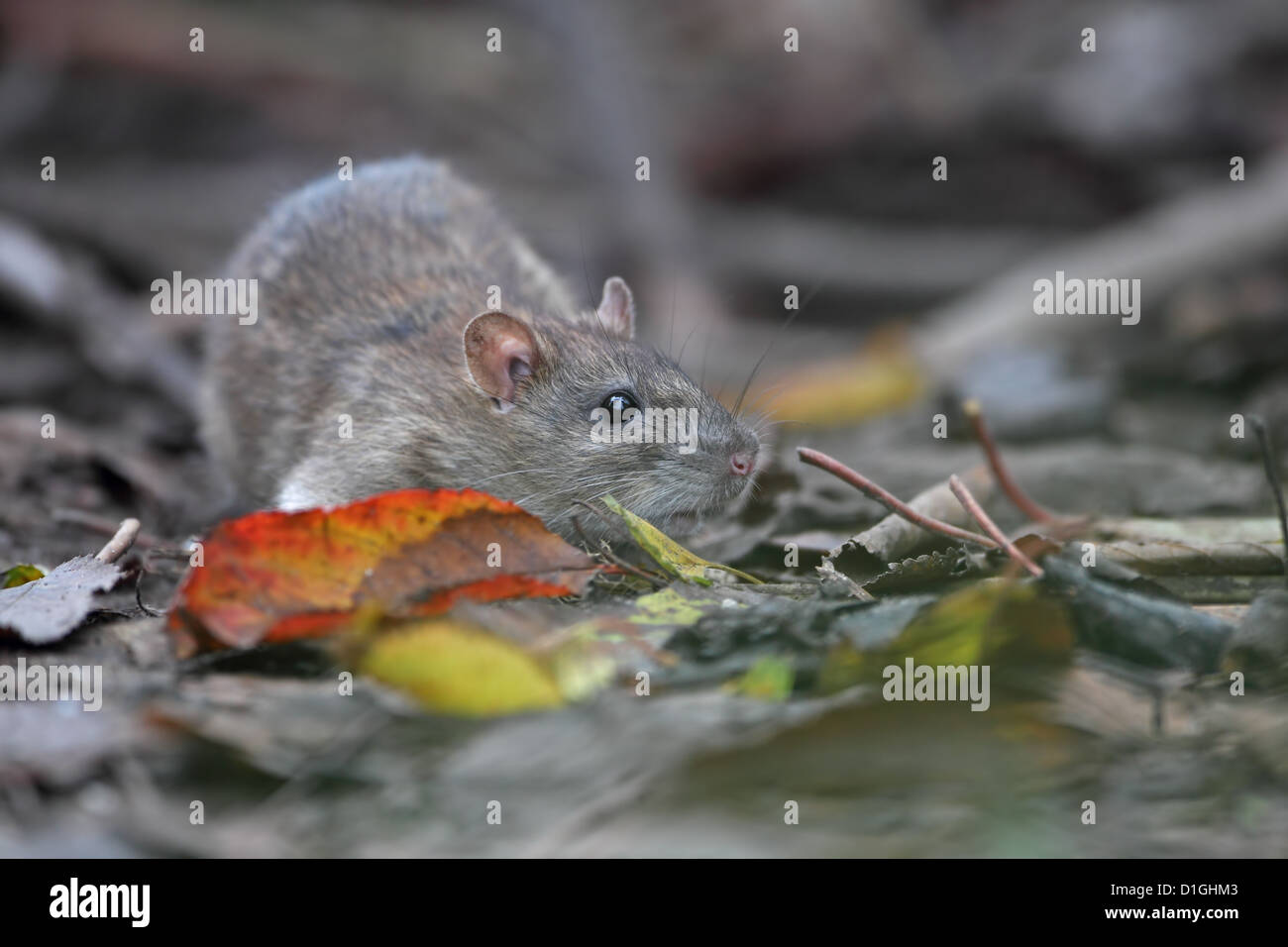 Norway Rats Stock Photos & Norway Rats Stock Images - Alamy