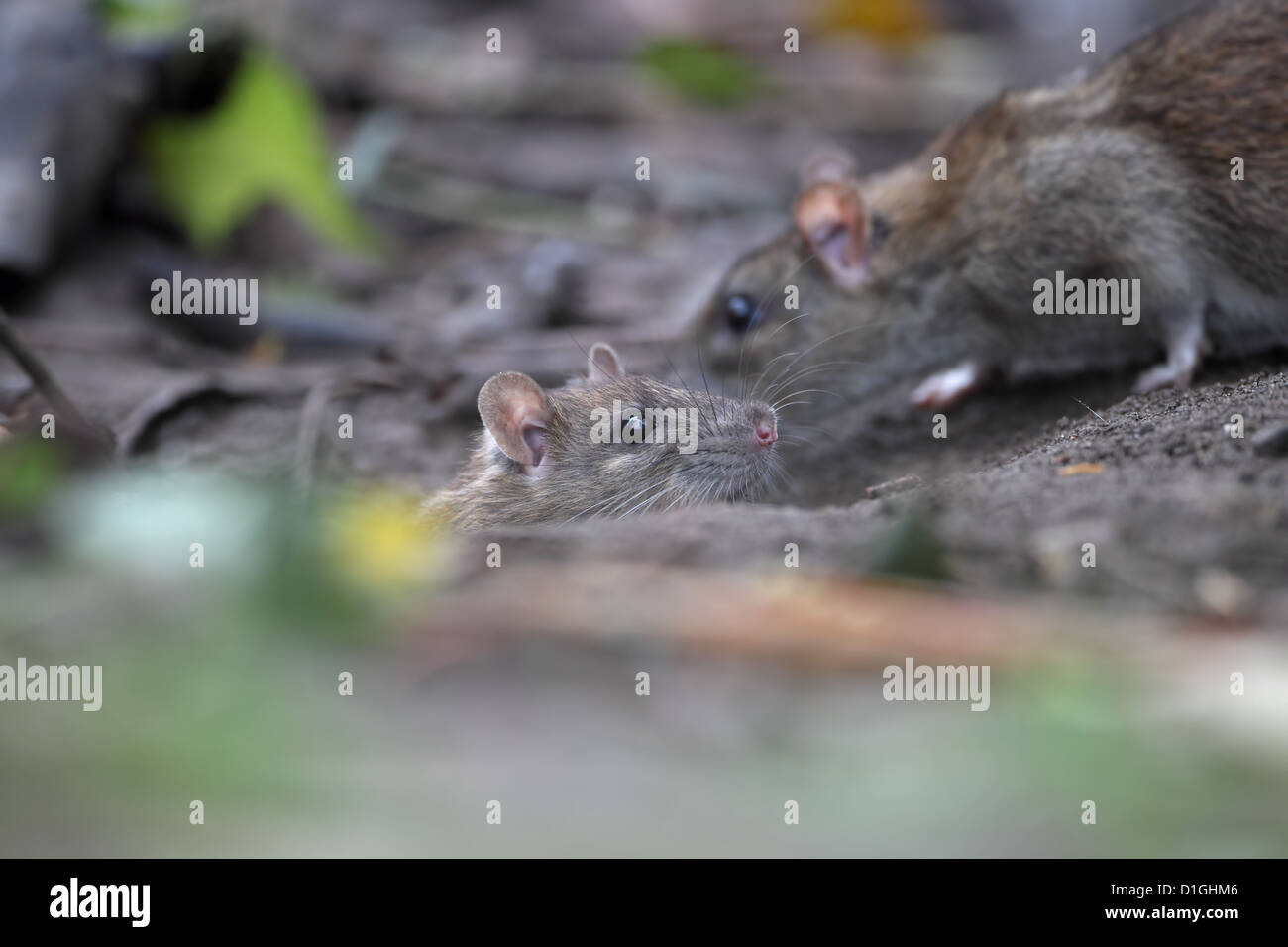 Norway Rats Stock Photos & Norway Rats Stock Images - Alamy