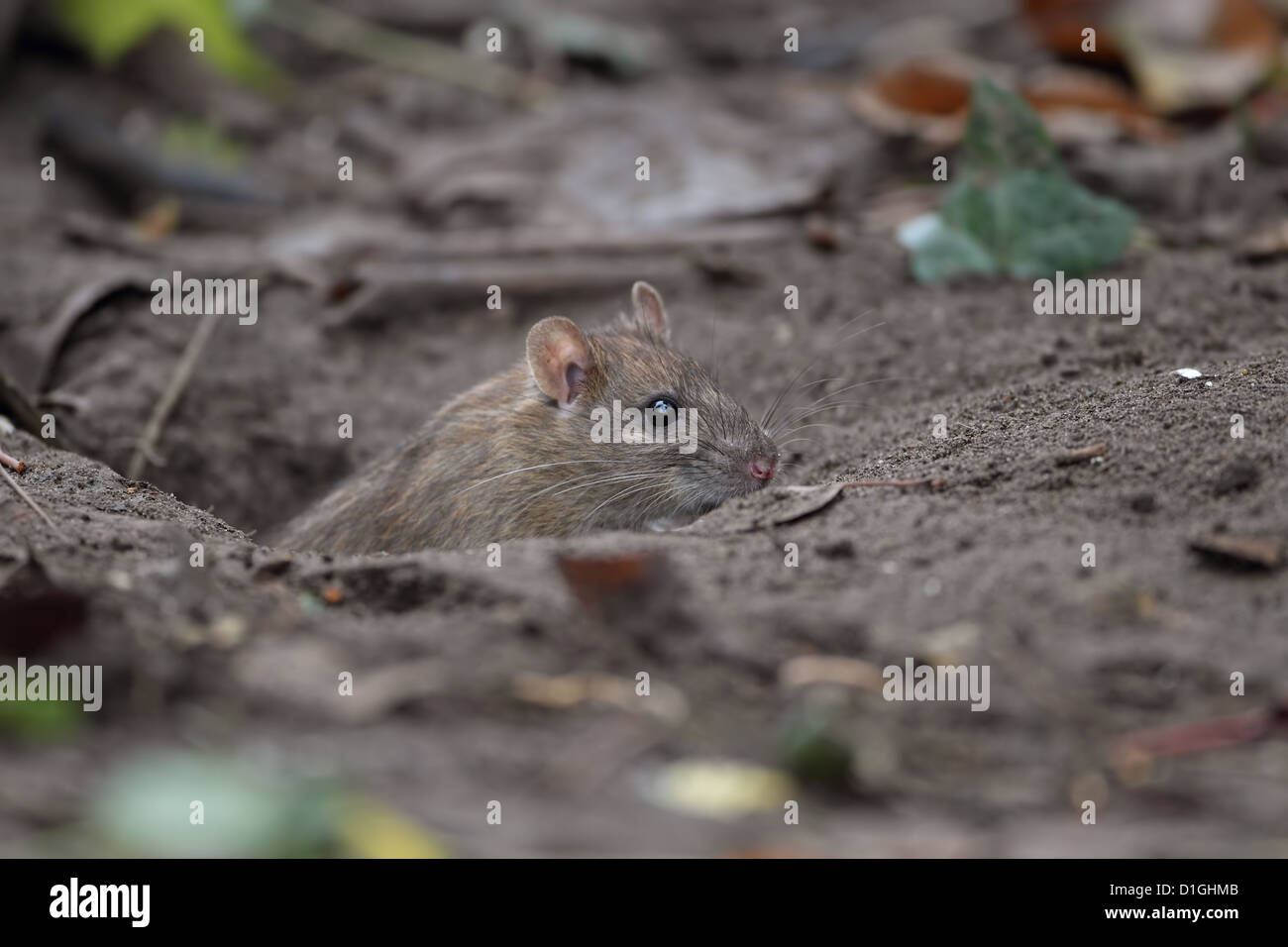 Norway Rats Stock Photos & Norway Rats Stock Images - Alamy