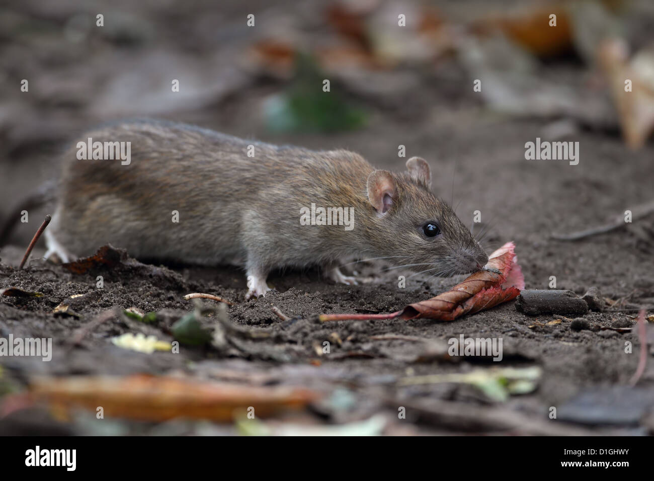 Norway Rats High Resolution Stock Photography and Images - Alamy