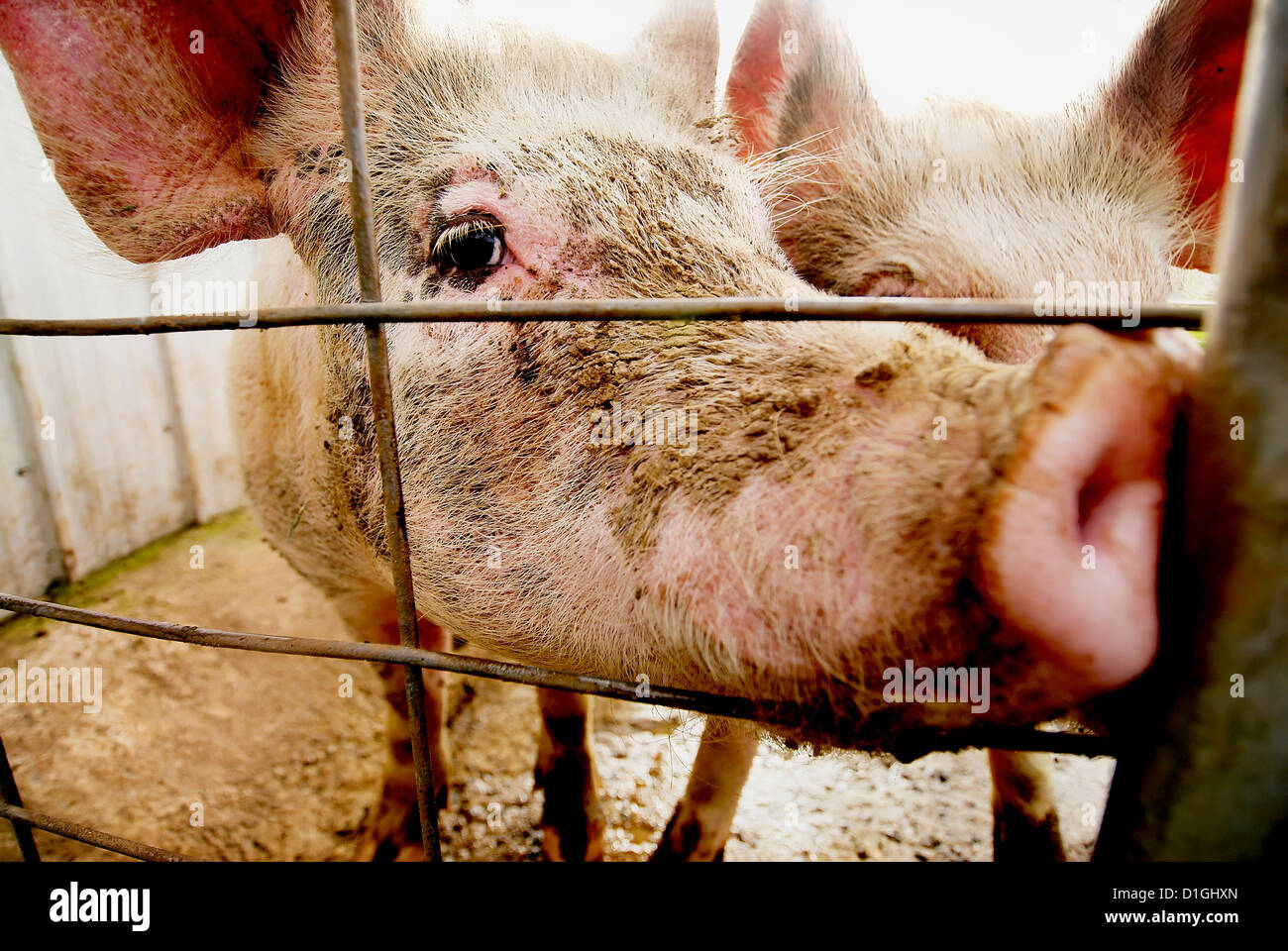 Farmed Pigs High Resolution Stock Photography and Images - Alamy