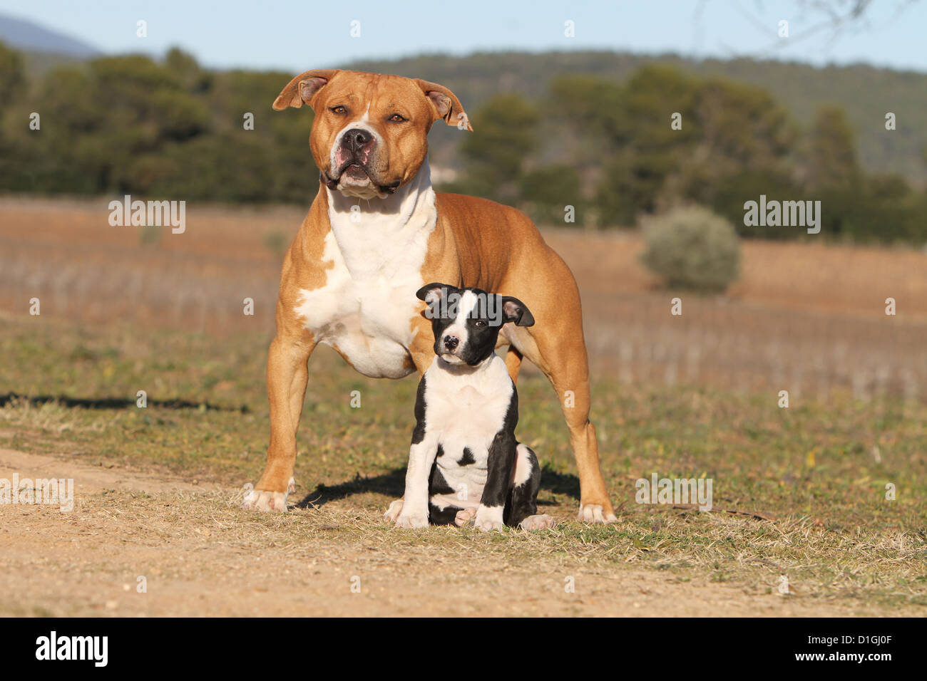 Dog American Staffordshire Terrier adult and puppy standing Stock Photo ...
