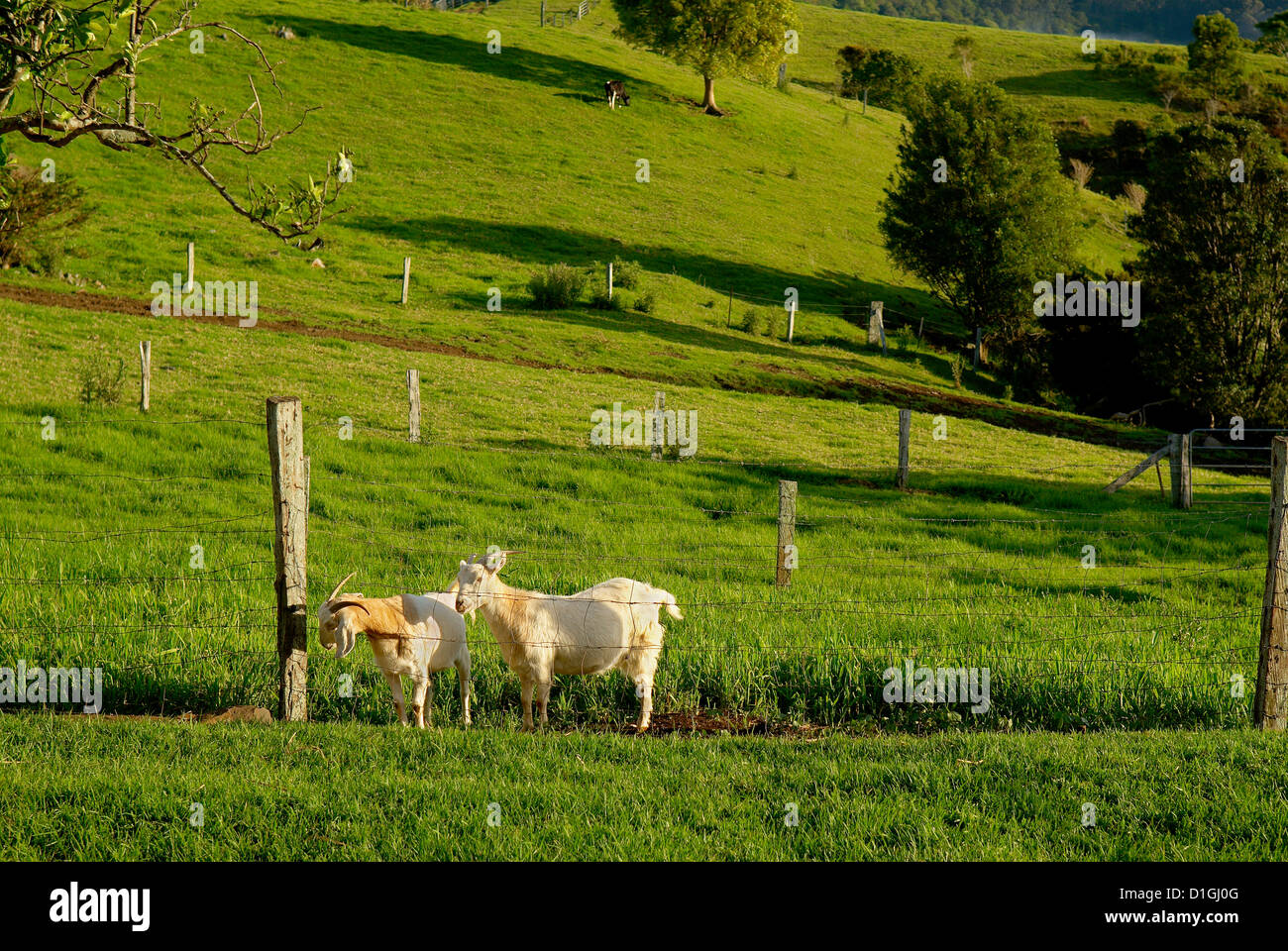 Australian goat farming hi-res stock photography and images - Alamy