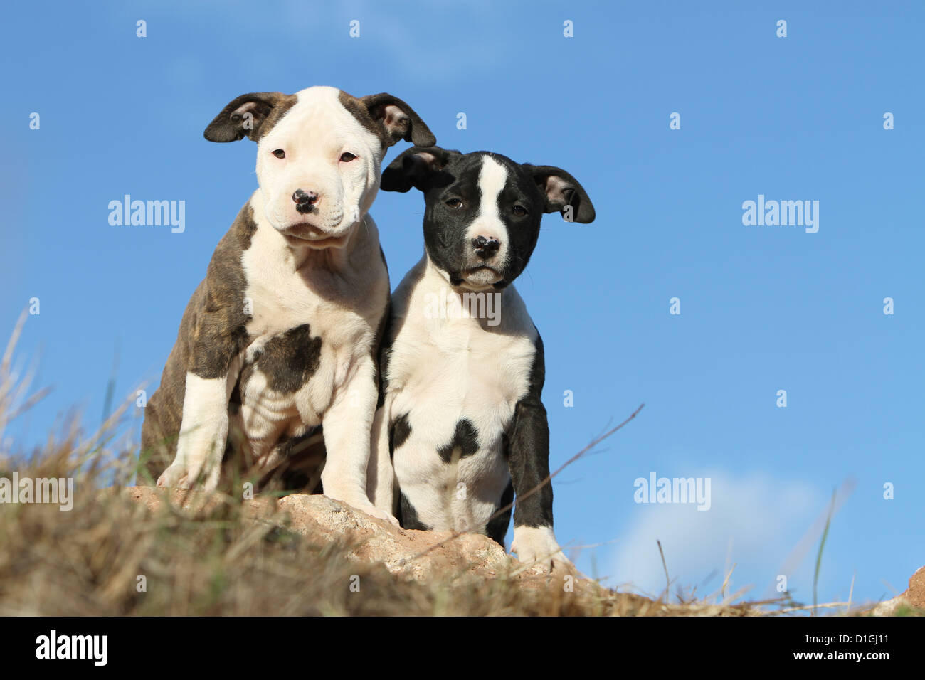 Dog American Staffordshire Terrier two puppies sitting Stock Photo - Alamy