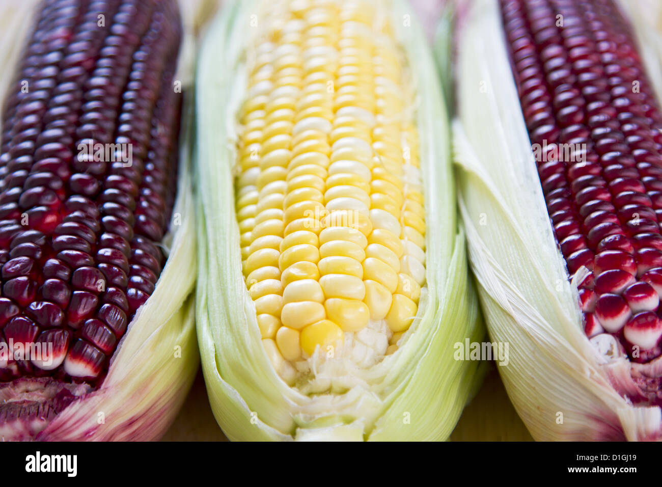 Fresh yellow and purple corn Stock Photo - Alamy