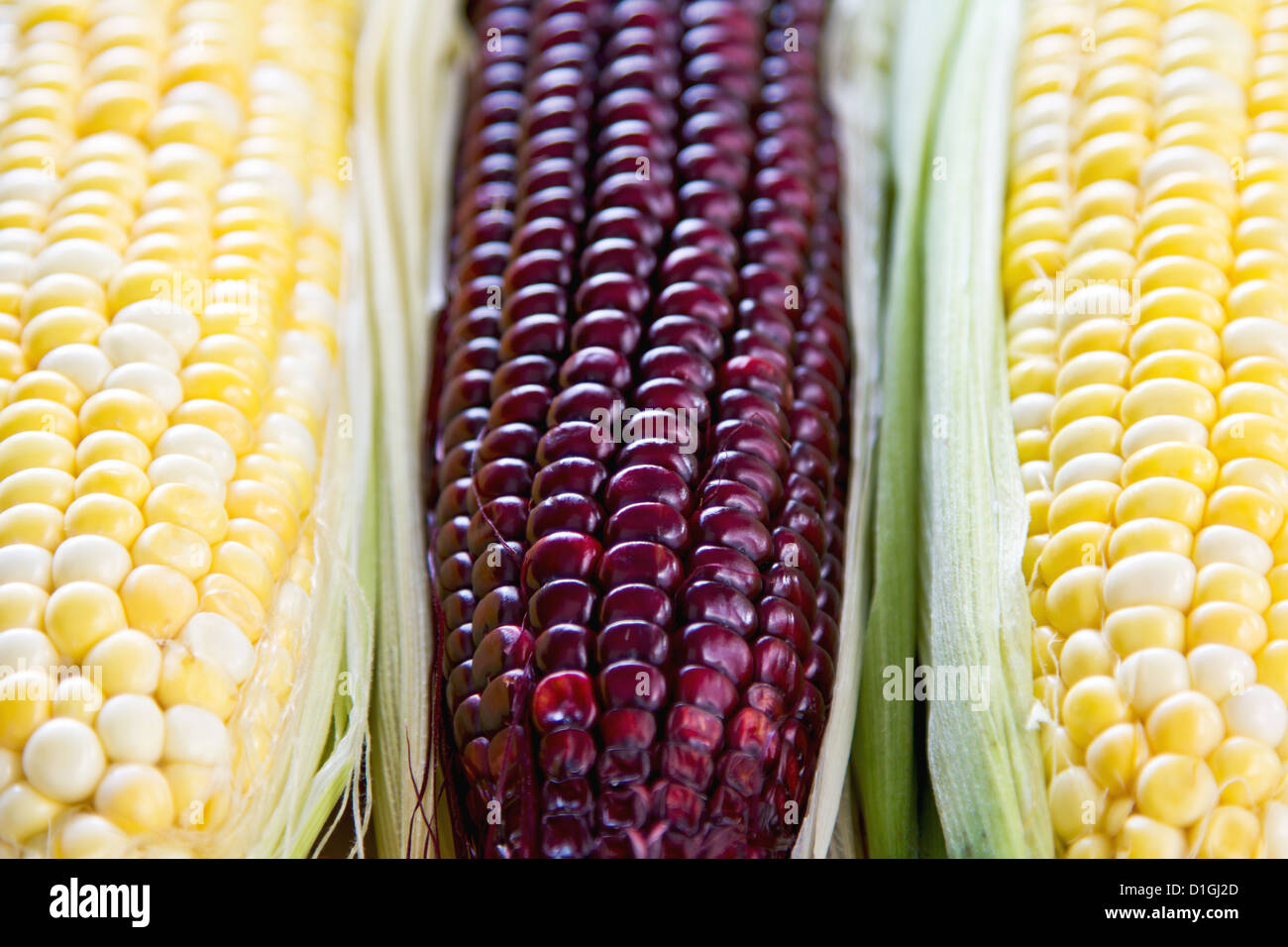 Fresh yellow and purple corn Stock Photo - Alamy