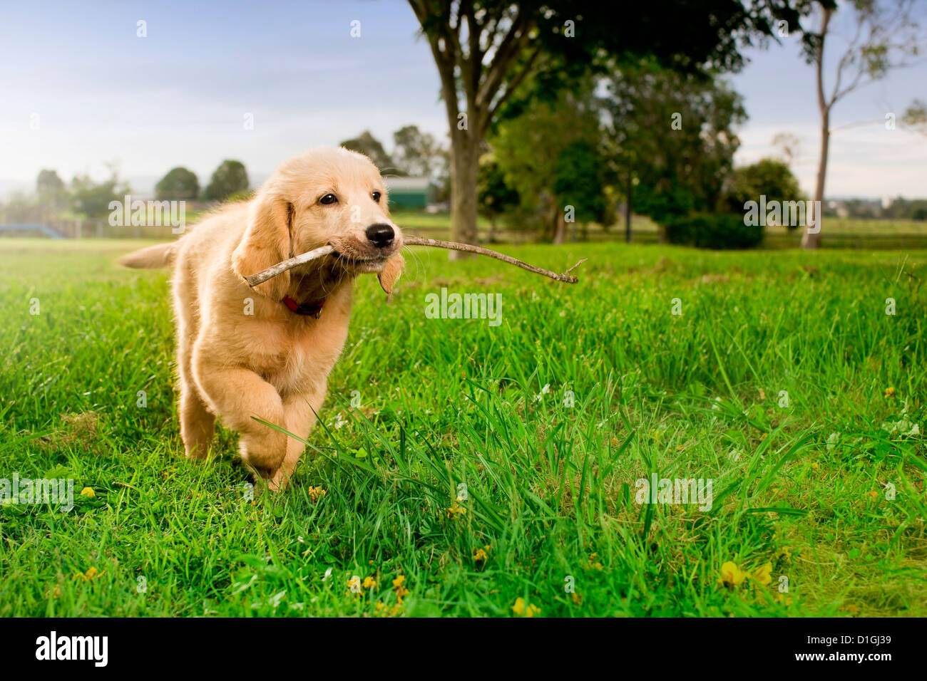 Guide dog puppy guide dog hi-res stock photography and images - Alamy