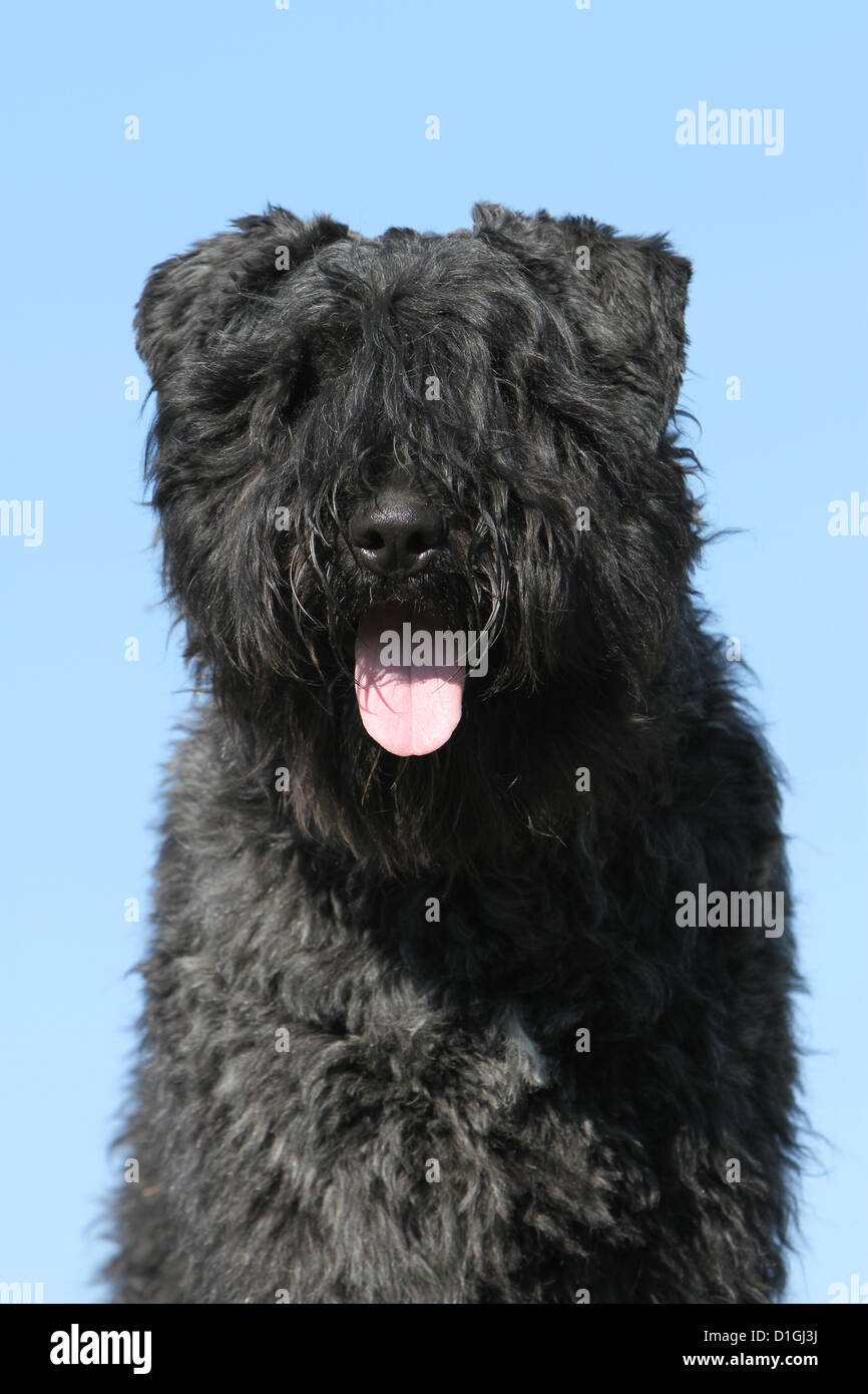 Dog Bouvier des Flandres / Flanders Cattle Dog adult portrait Stock ...