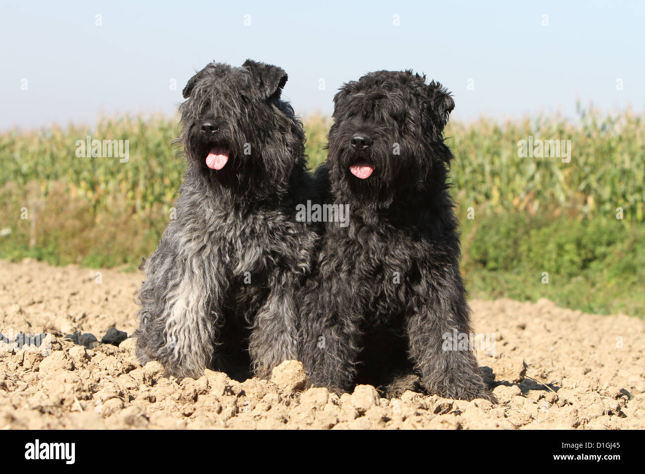 Dog Bouvier des Flandres / Flanders Cattle Dog two adults sitting in a ...