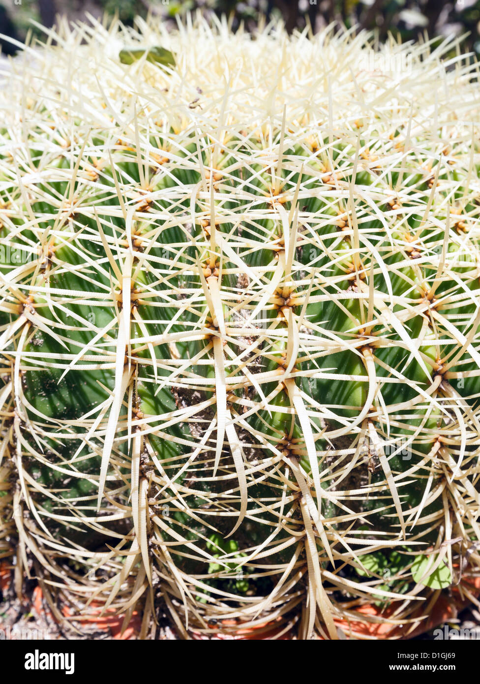 Beautiful shape hi-res stock photography and images - Alamy