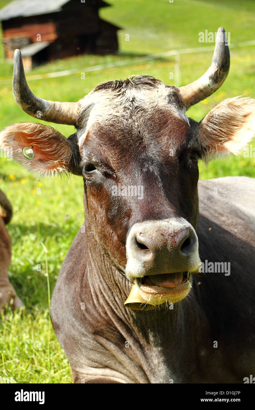 Extremely happy Cows in the Swiss Alps, Switzerland Stock Photo - Alamy