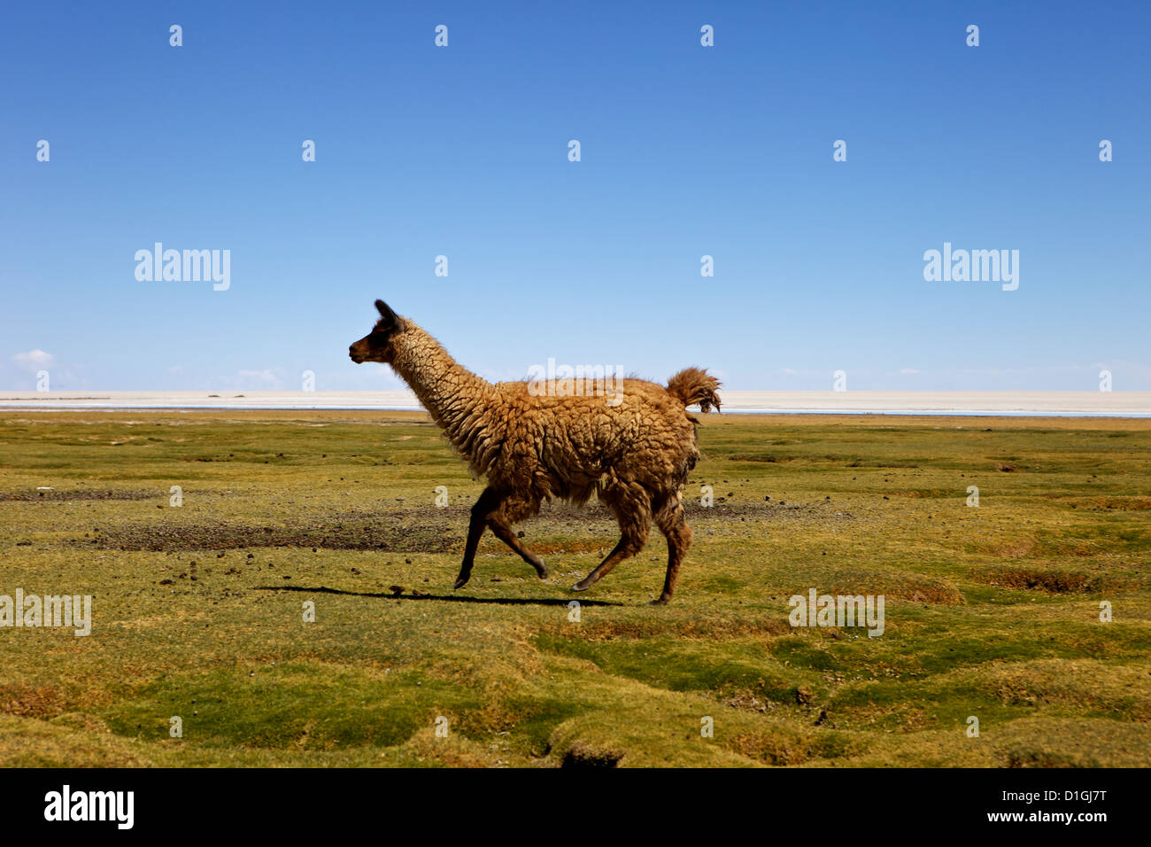 Tunupa bolivia hi-res stock photography and images - Alamy