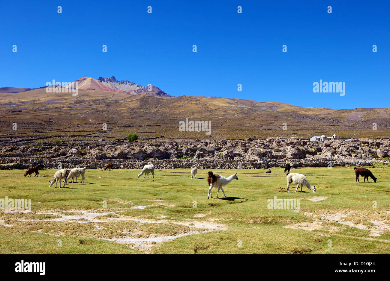 Llamas and alpacas grazing, Tunupa, Bolivia, South America Stock Photo ...