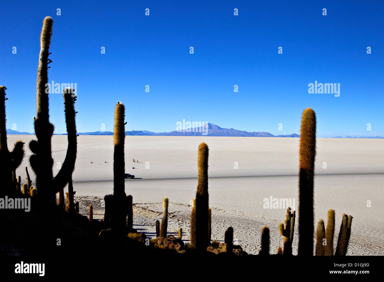 Cacti on Isla de los Pescadores, Volcan Tunupa and the salt flats ...