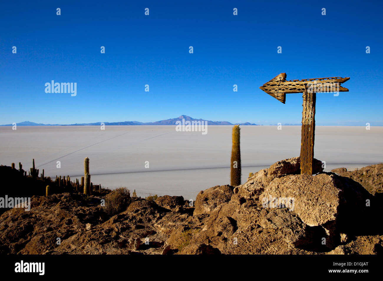 Cactus arrow on Isla de los Pescadores, Volcan Tunupa and the salt ...