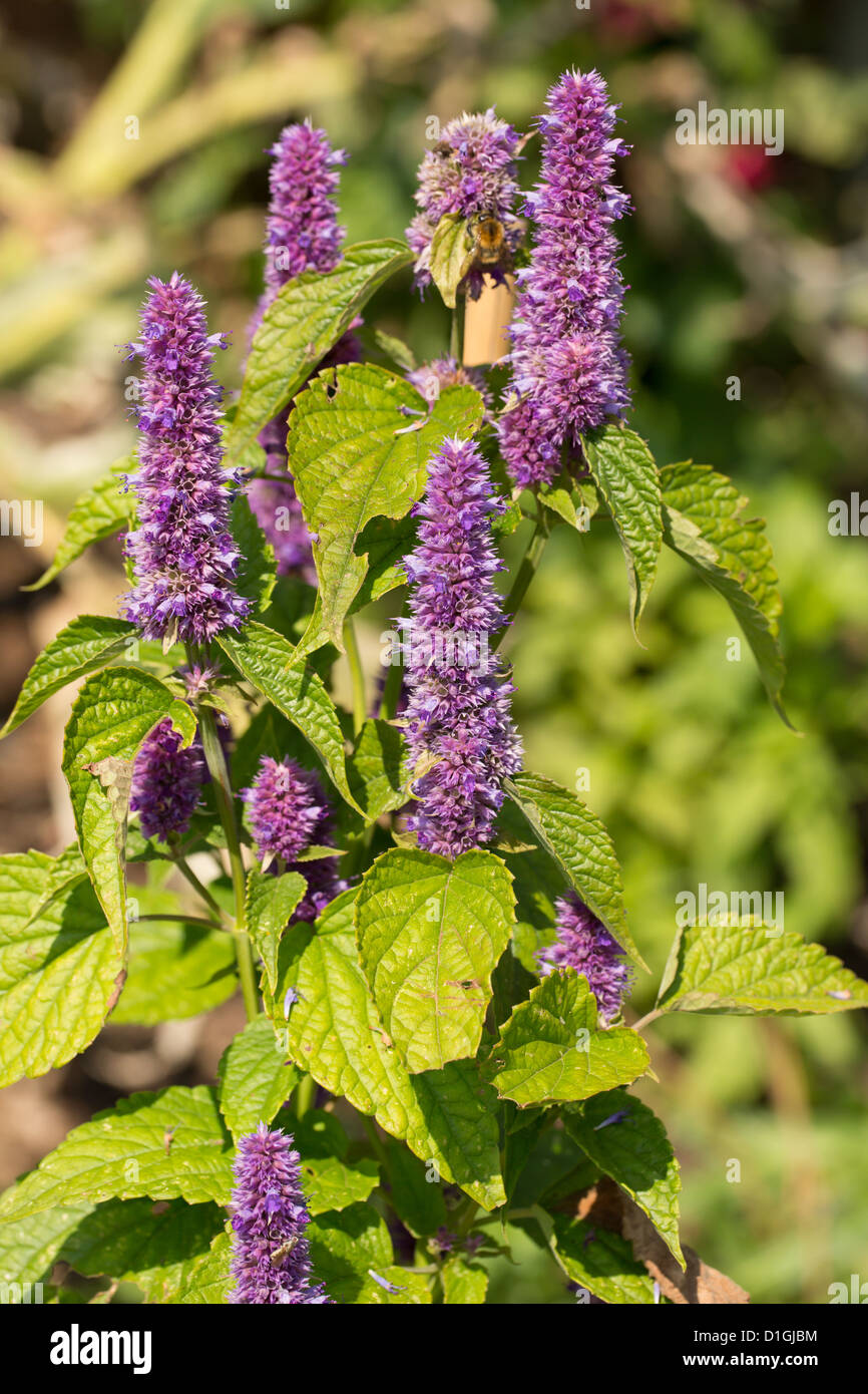 Woad (Isatis tinctoria Stock Photo - Alamy