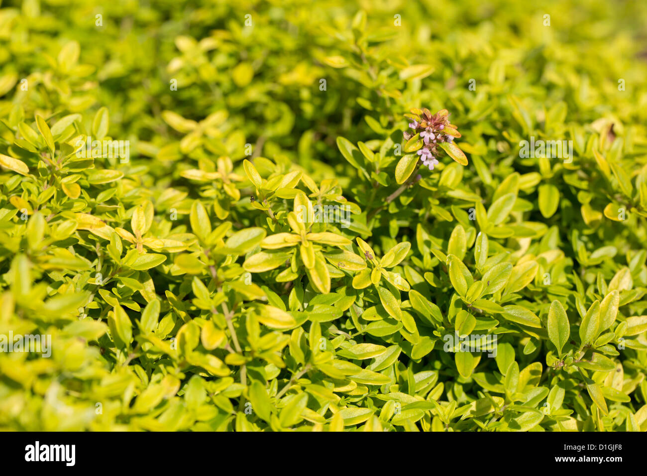 Golden Lemon Thyme (Tymus x citriodorus Aurea) english herb Stock Photo ...