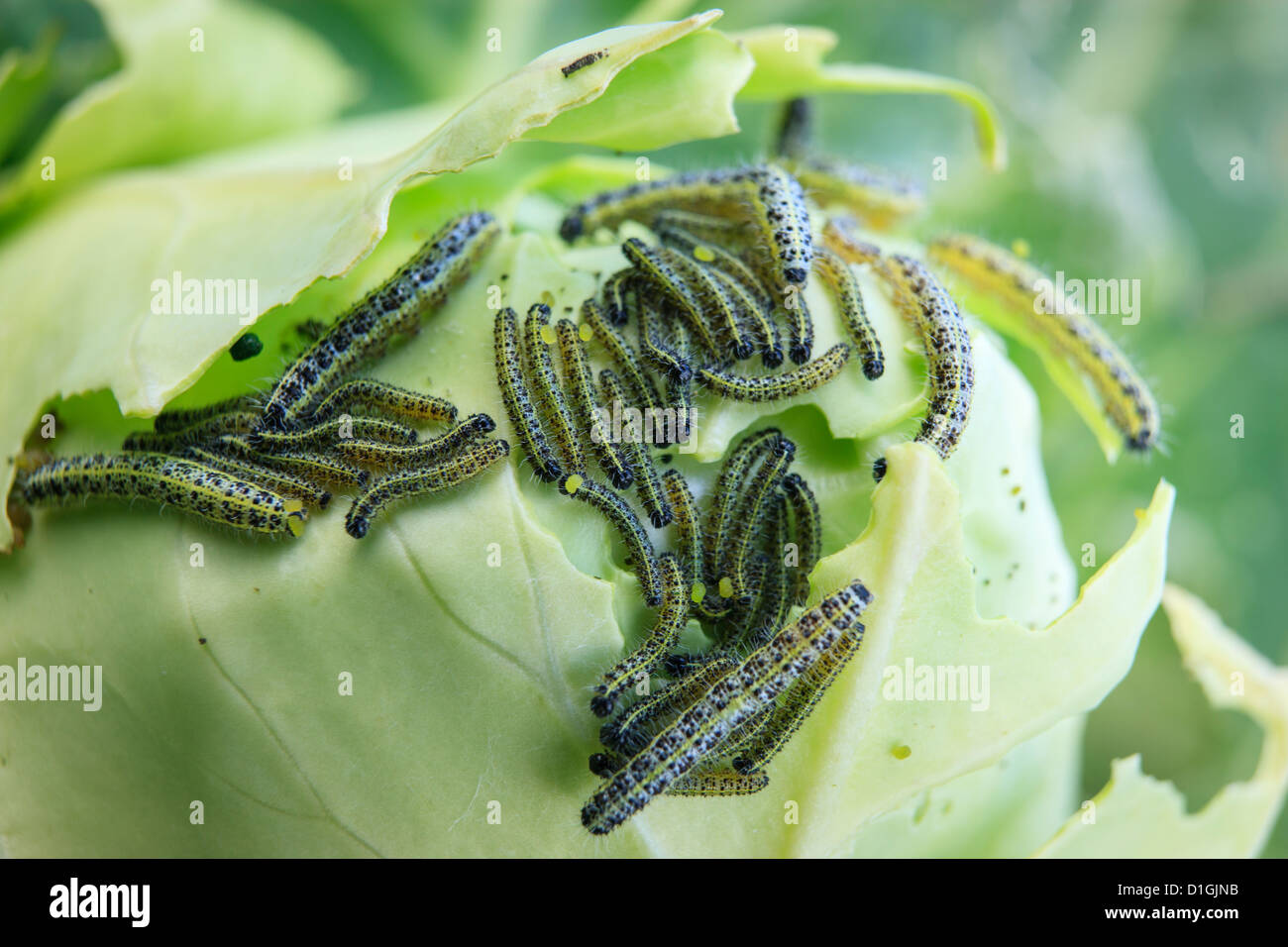Caterpillar damage on cabbage Stock Photo - Alamy