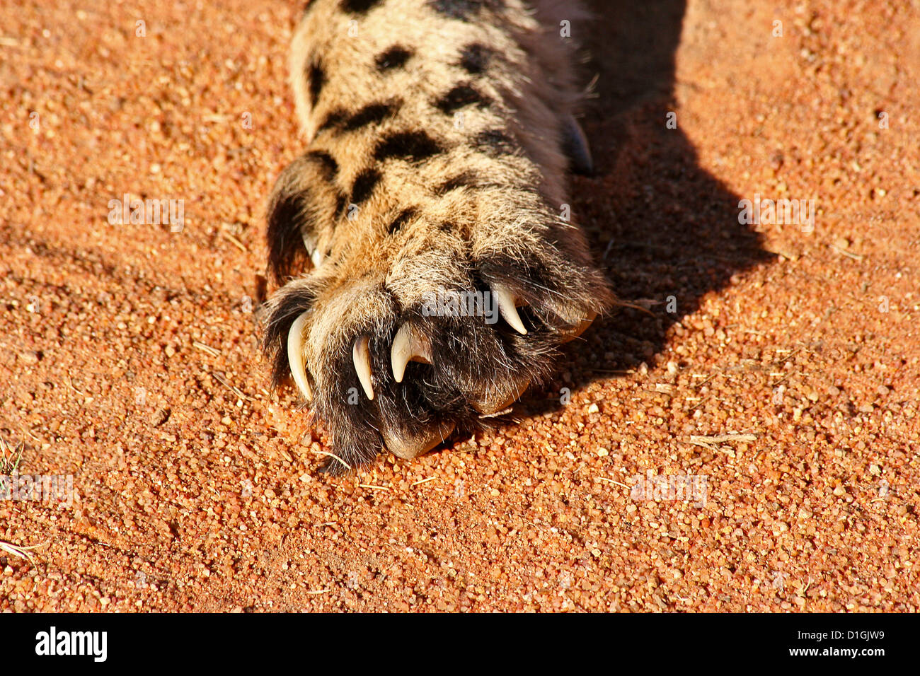 Cheetah Paw Print