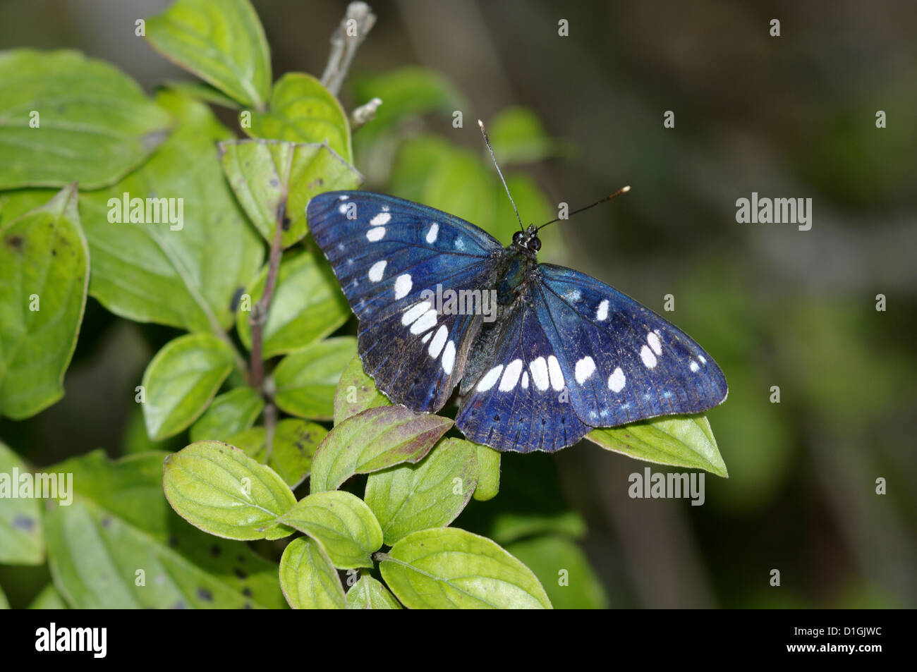 Southern White Admiral (Limenitis reducta Stock Photo - Alamy