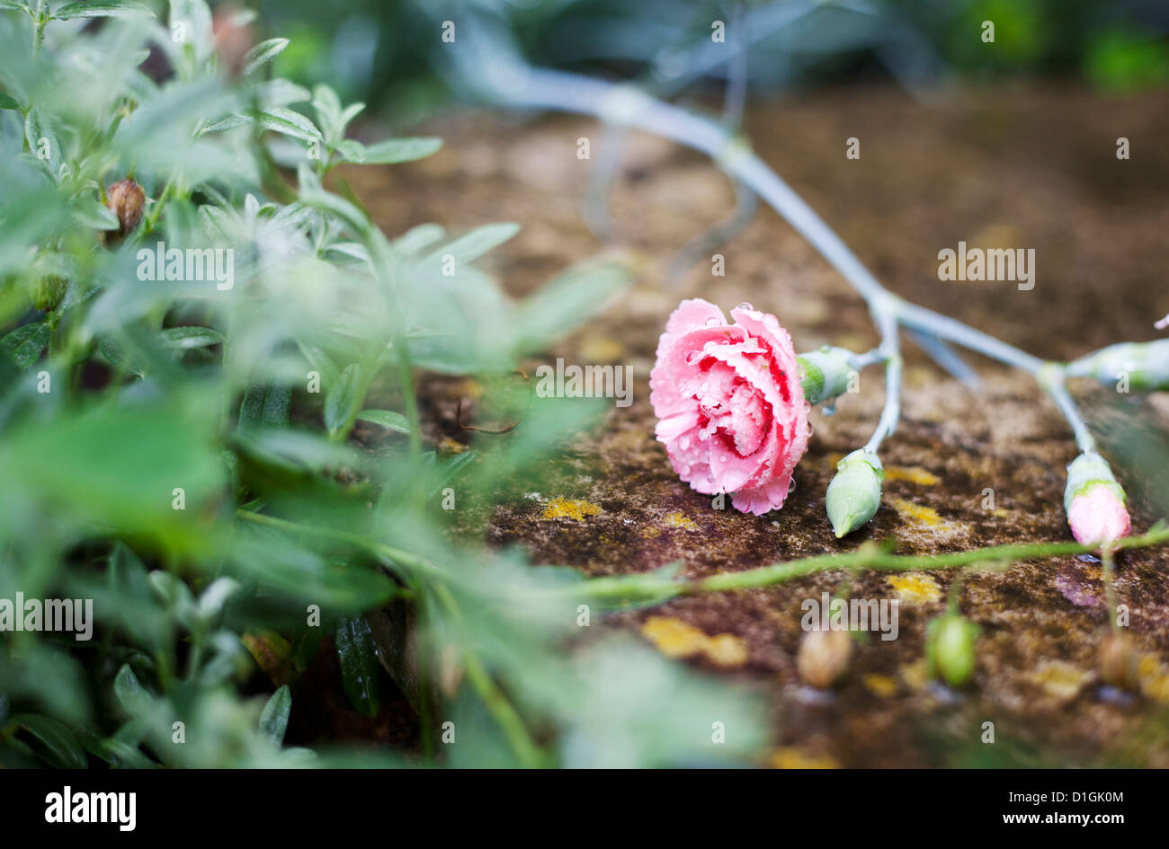 A bright pink rose fallen in the rain Stock Photo - Alamy
