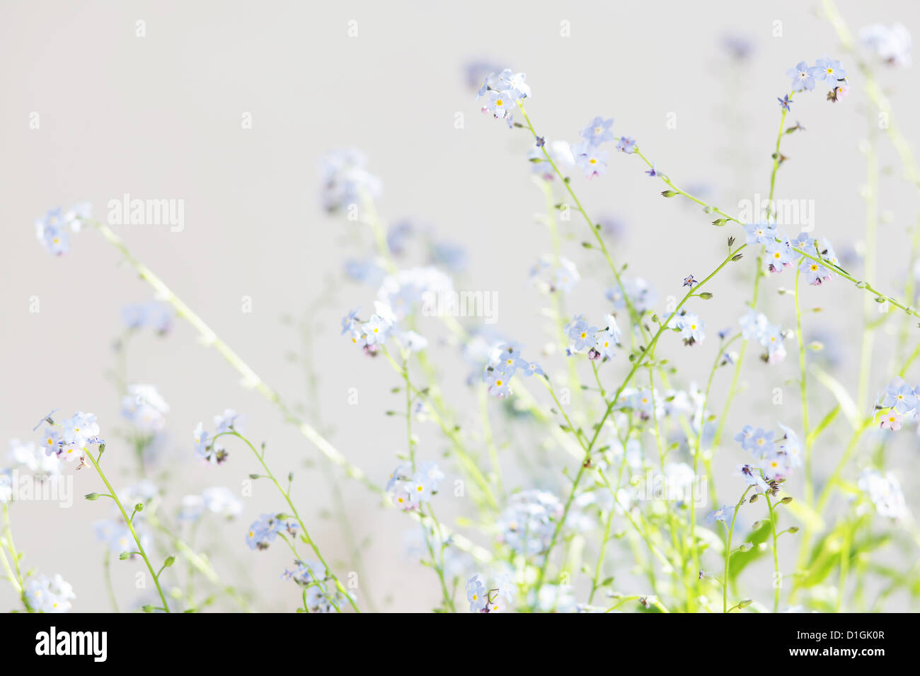 Light dreamy photo of forget me not's Stock Photo - Alamy