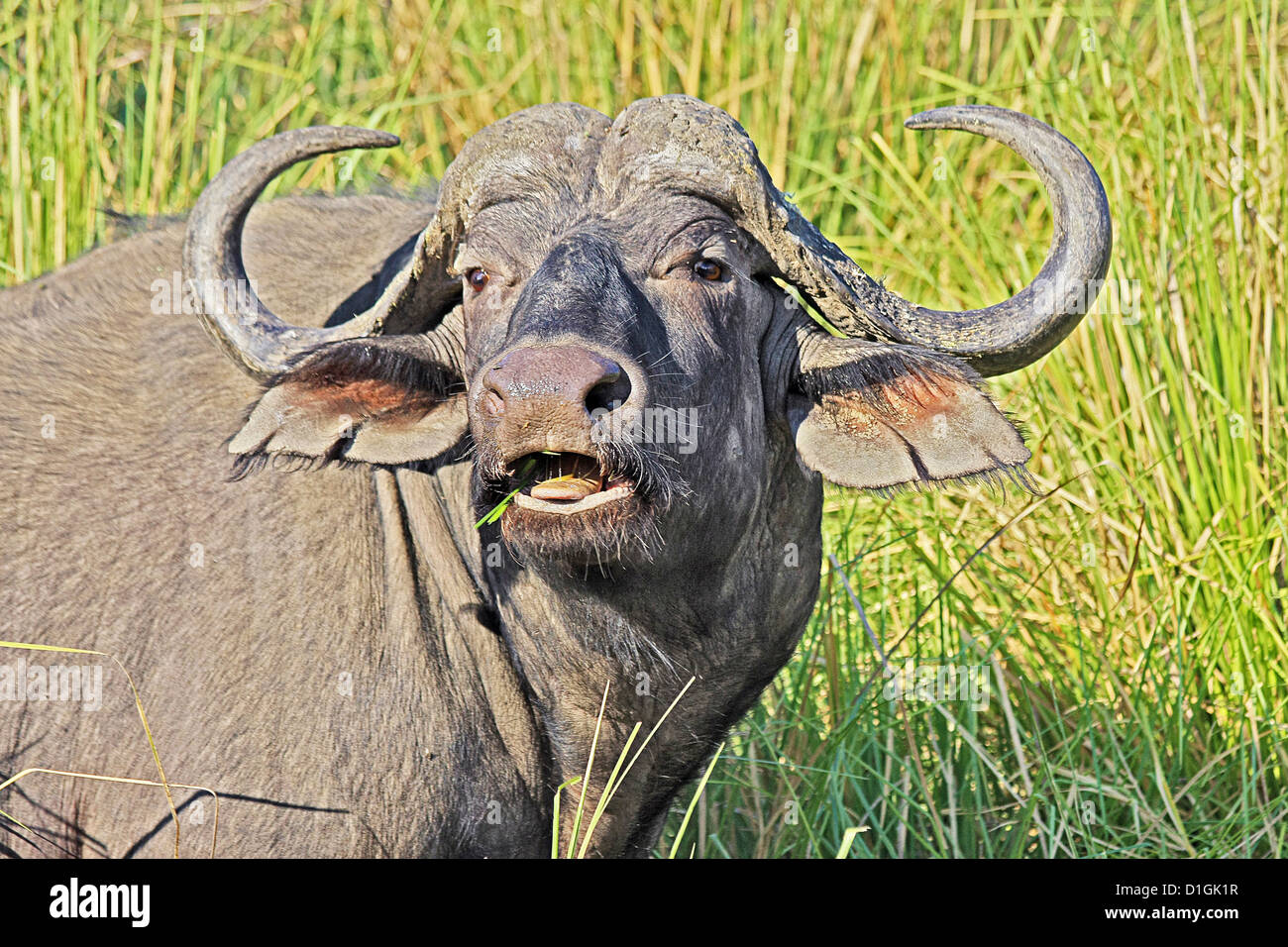 African Buffalo chewing in the Lower Zambezi region Stock Photo - Alamy
