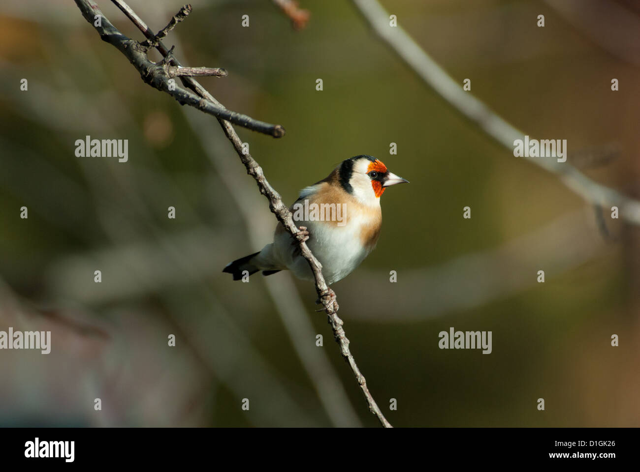 Distelfink hi-res stock photography and images - Alamy