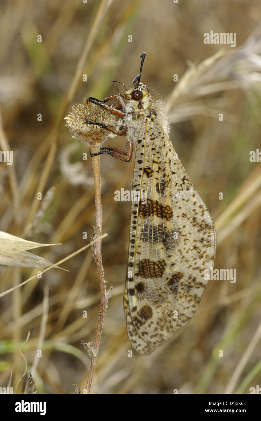Palpares hi-res stock photography and images - Alamy