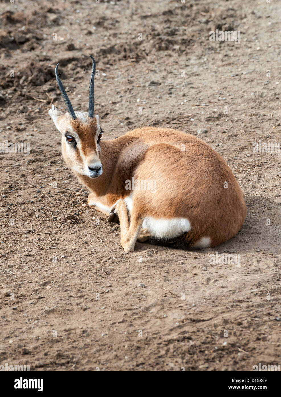 Gazelle with long horns hi-res stock photography and images - Alamy