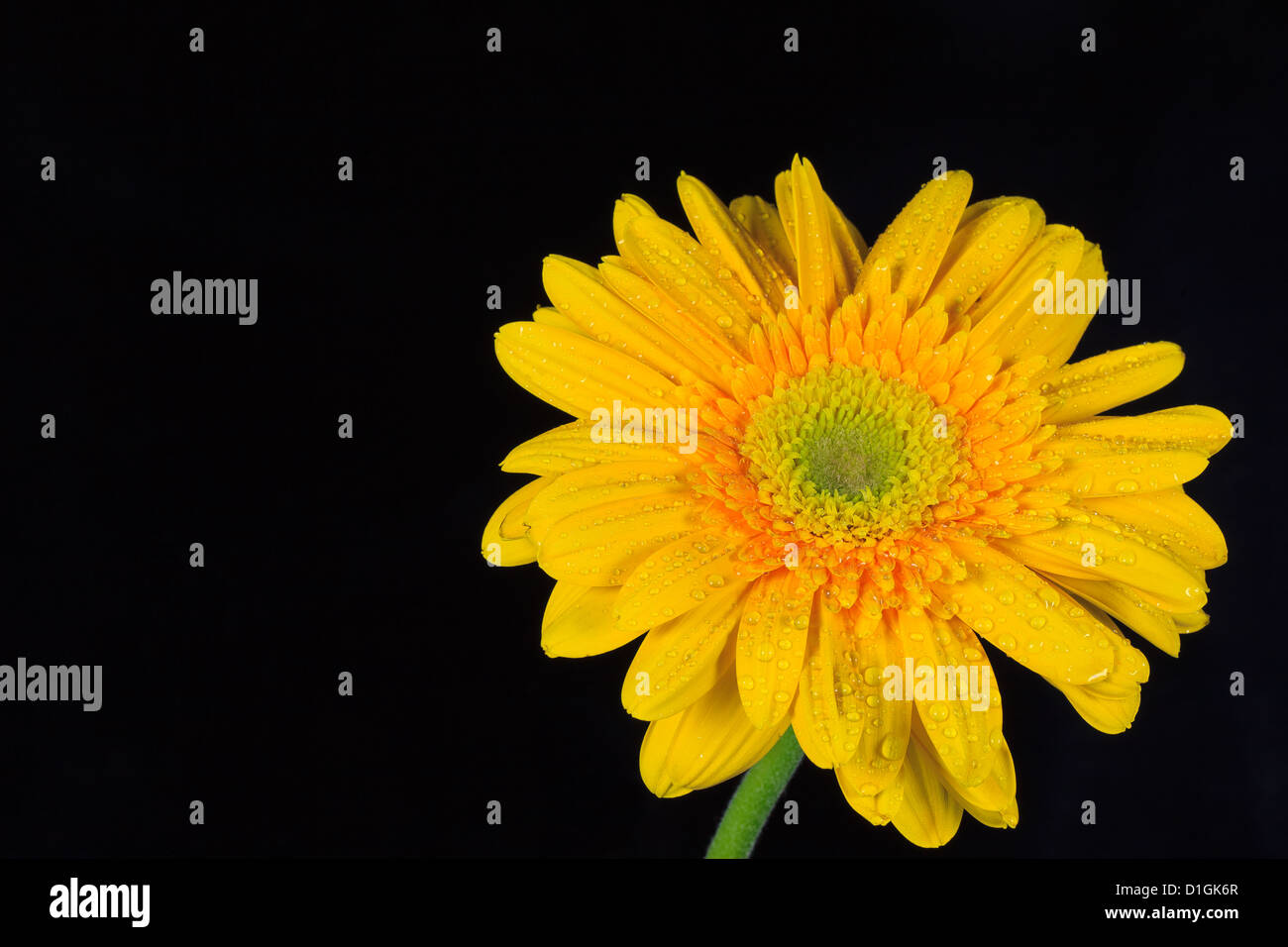 yellow gerbera daisy Stock Photo - Alamy