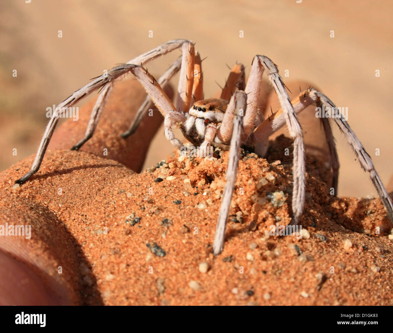 Golden huntsman spider hi-res stock photography and images - Alamy