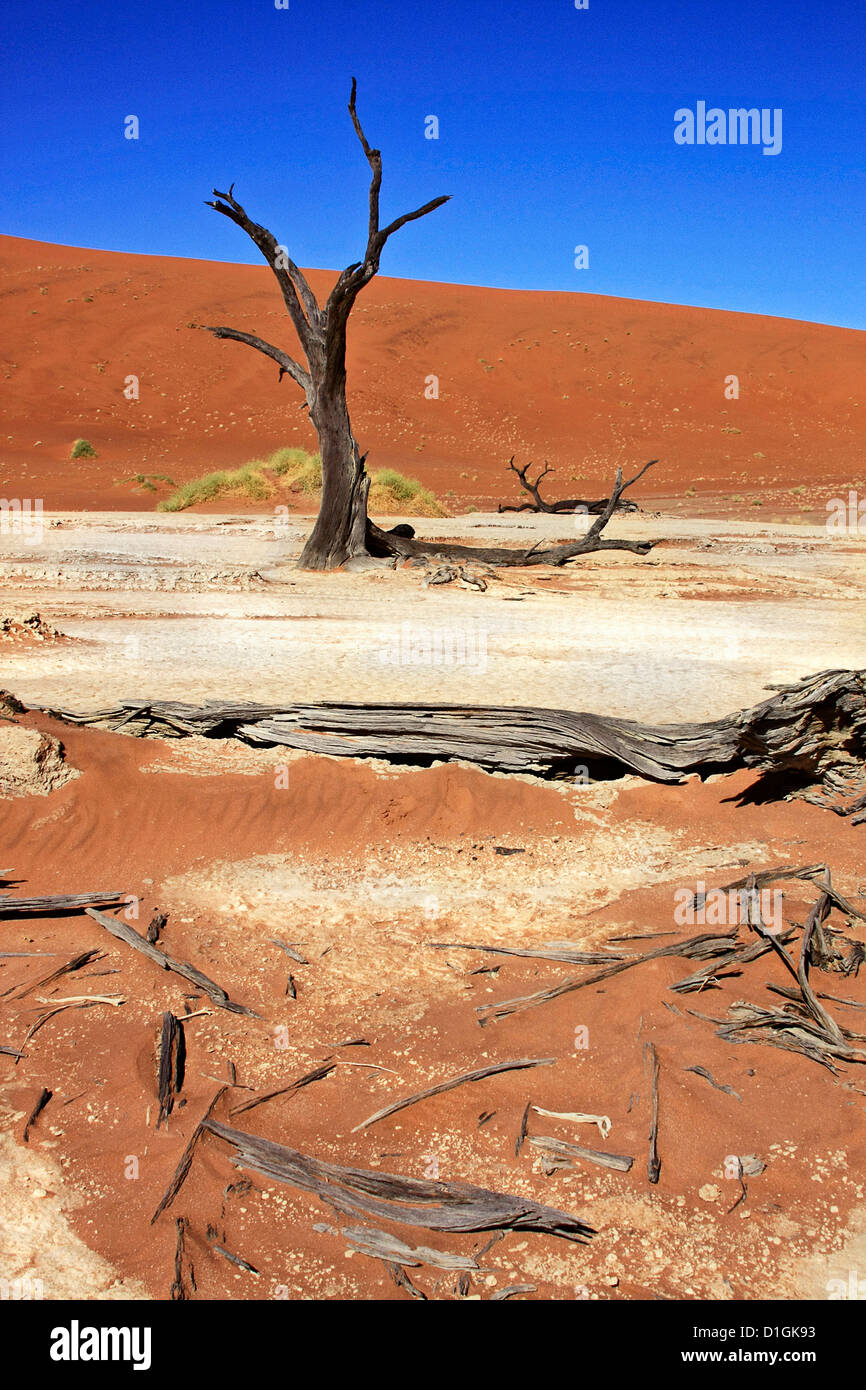 Dessicated tree stumps hundreds of years old litter the dry pan of Dead ...